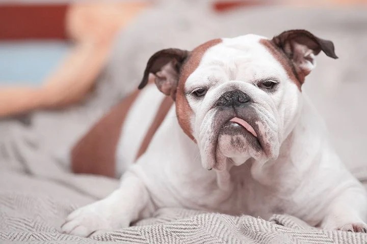 Anglický buldok - Husse