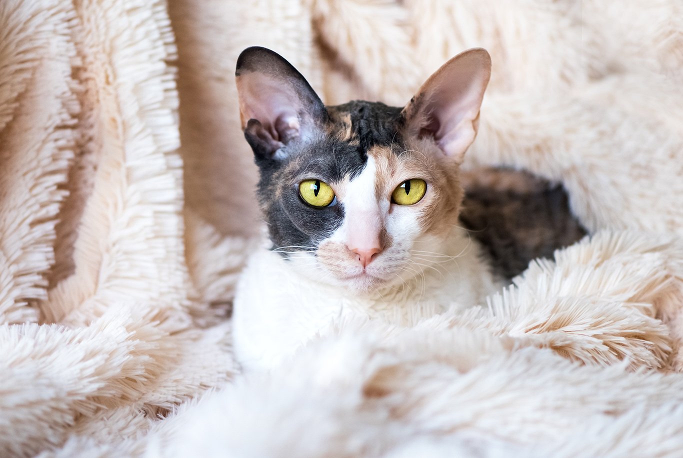 Cornish Rex - Husse