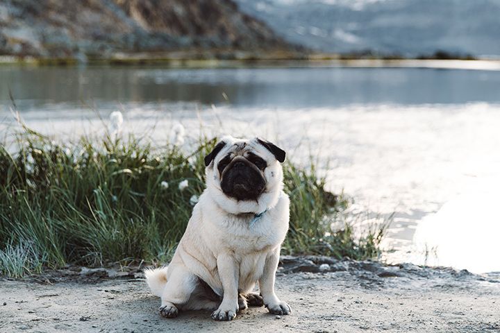 Mopsík - Husse