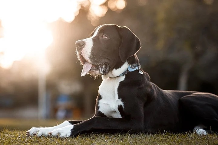 Německá doga - Husse