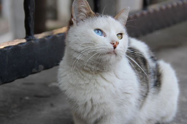 Turecká van - Husse