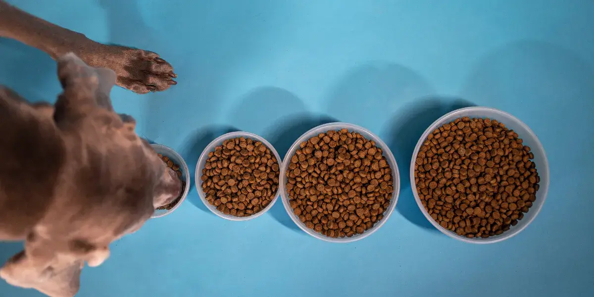 Veterinární krmivo pro zdravé srdce pro psy | Psí krmivo Husse